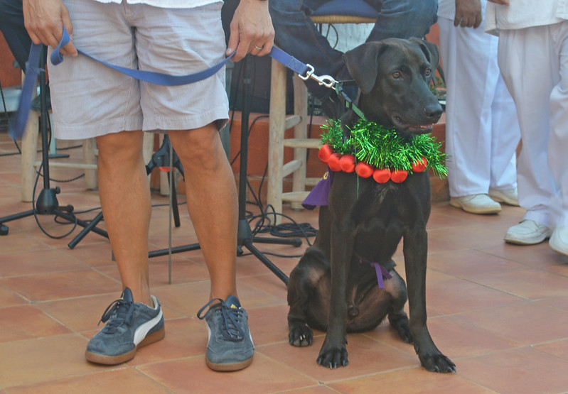 New CDC Rules For Dog Travel To US